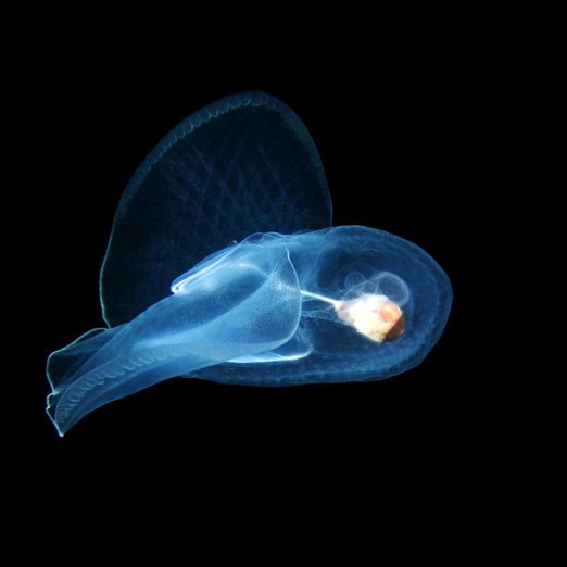 Creature Feature: Butterflies of the Sea