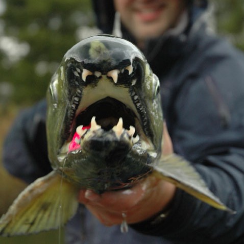 Creature Feature: Chum Salmon