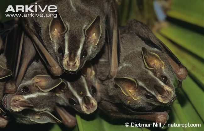 Creature Feature: Tent-making bats