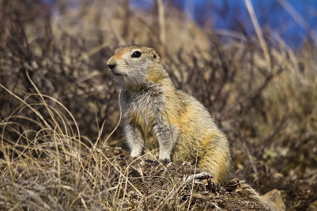 Supercool: Surviving Winter in the Arctic