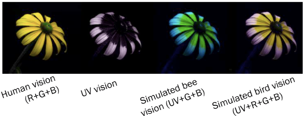 Hidden Colors: You can’t see them, but lizards can!