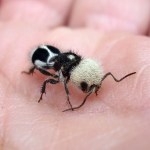 Creature Feature: Panda Ant