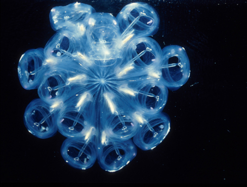 Creature Feature: Salps