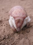 Creature Feature: Pink Fairy Armadillo