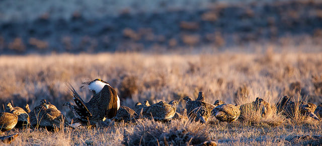 Let’s talk about leks, baby