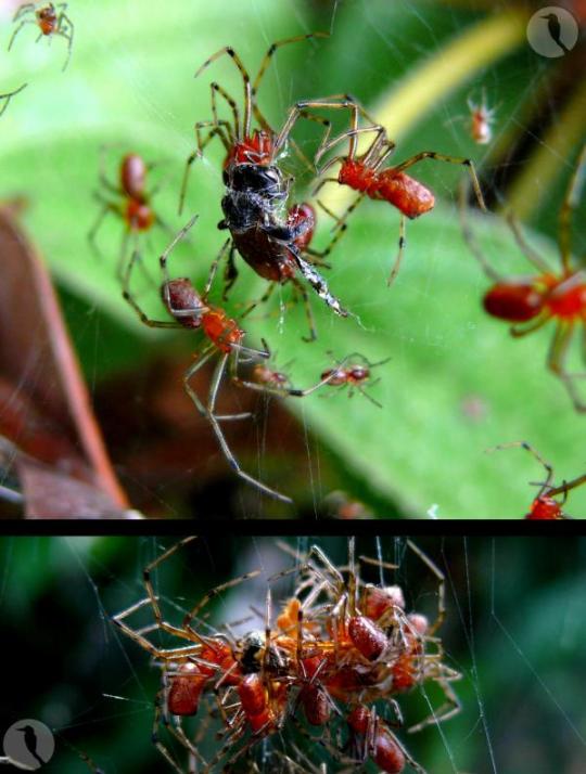 Your Friendly Neighborhood Spider: Sociality in Spiders