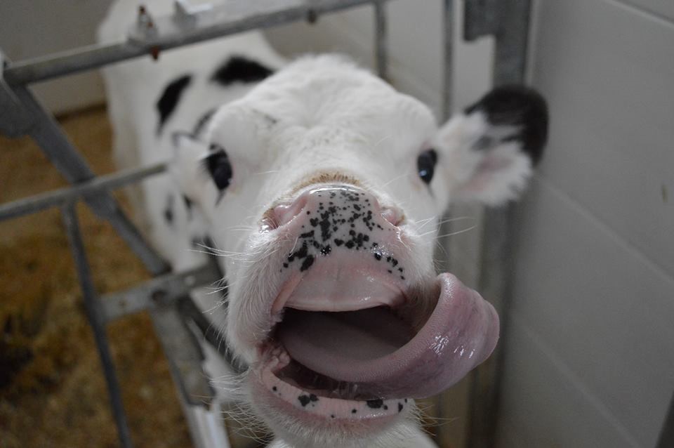 Udderly brilliant: Chewing for cognition