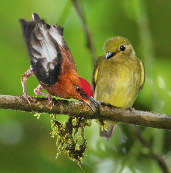 5 Ways to be a Sensitive Animal