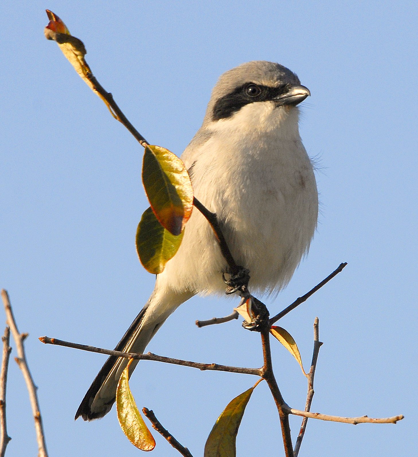 Creature Feature: Loggerhead shrike