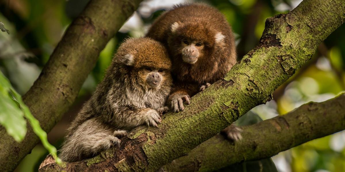 Creature Feature: Titi monkeys