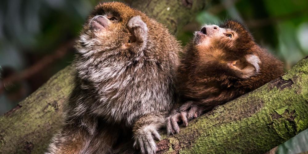 Creature Feature: Titi monkeys