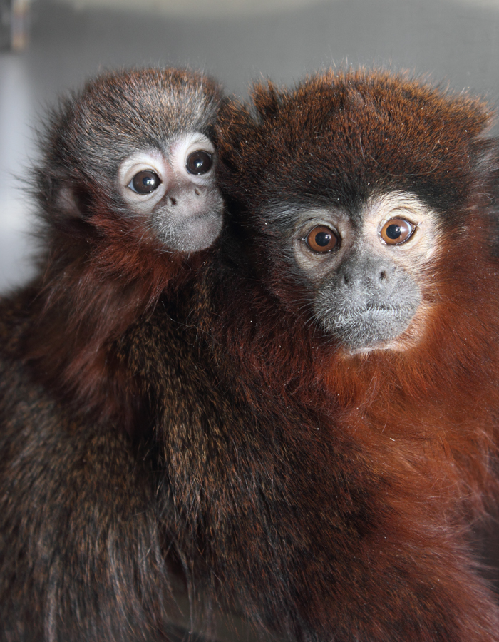 Creature Feature: Titi monkeys