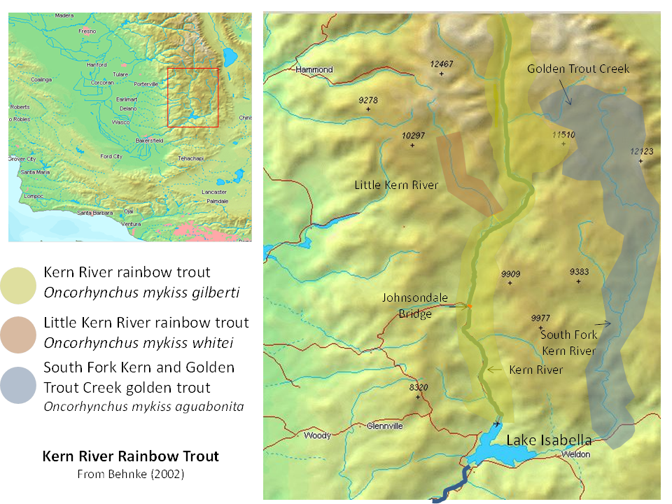 Creature Feature: California Golden Trout