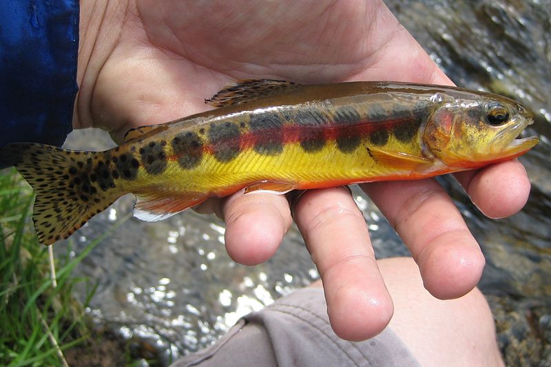 Creature Feature: California Golden Trout