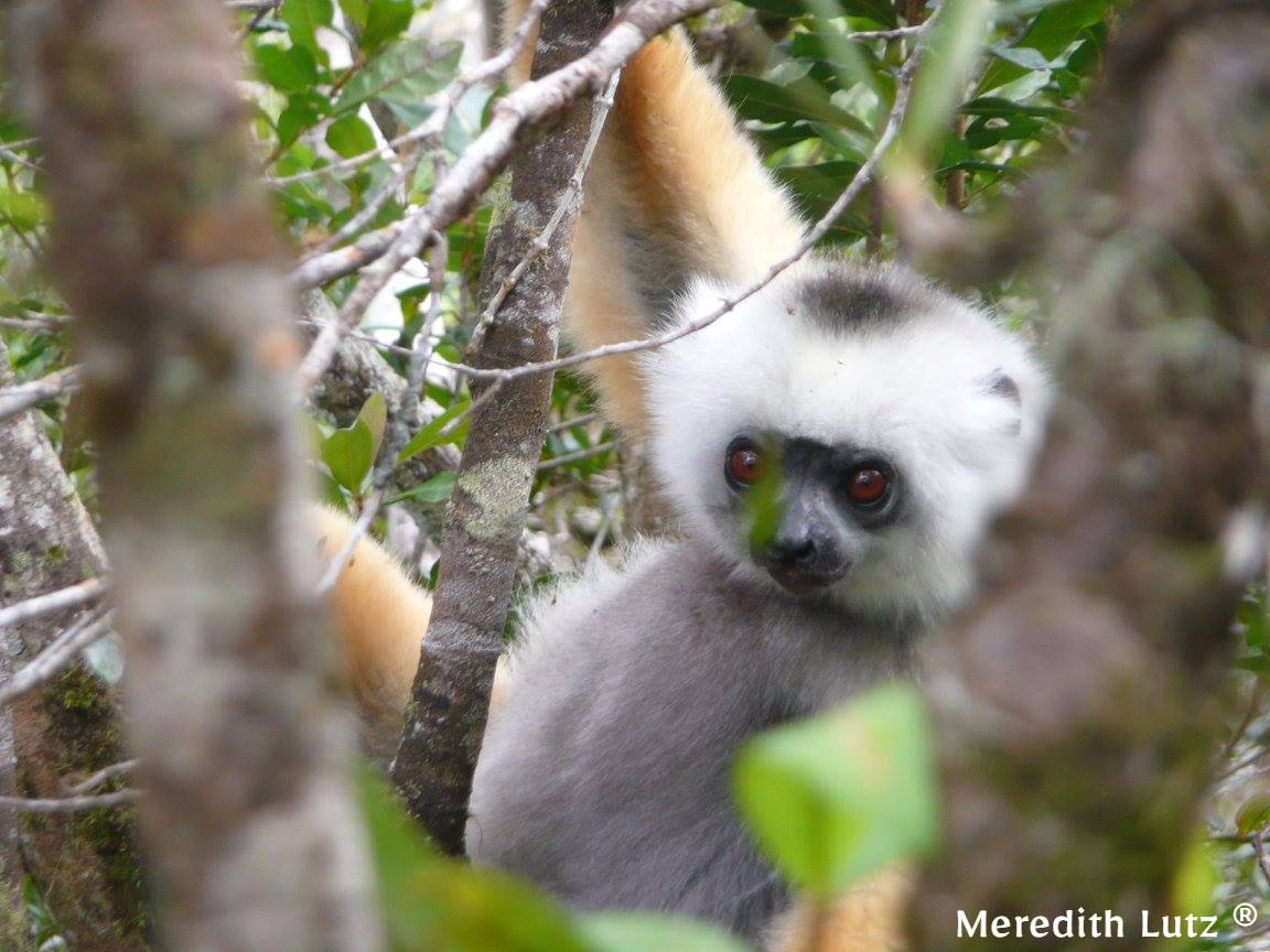 Field Notes: In search of the social sifaka