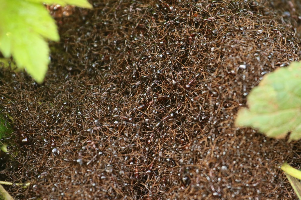 Throwback Creature Feature: Army Ants