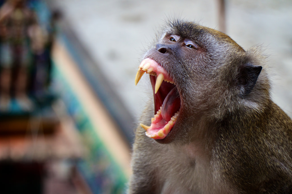 Ecotourism: Reading Monkey Faces