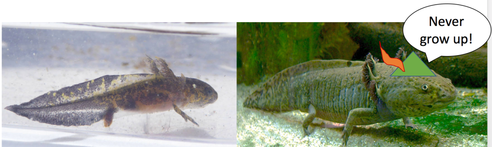 Creature Feature: Axolotl