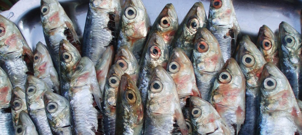 Field Fiasco Friday: Fishy Business