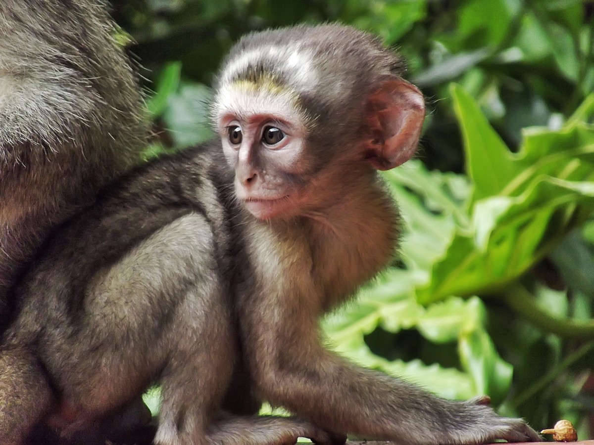 Ecotourism: Reading Monkey Faces