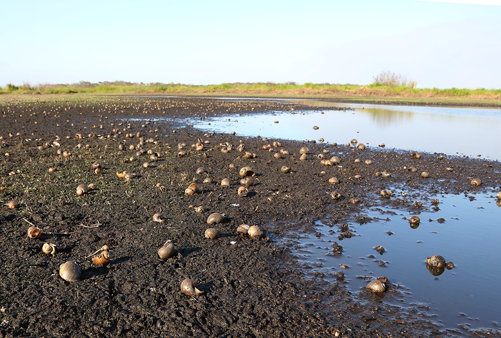 Creature Feature: Florida Apple Snail
