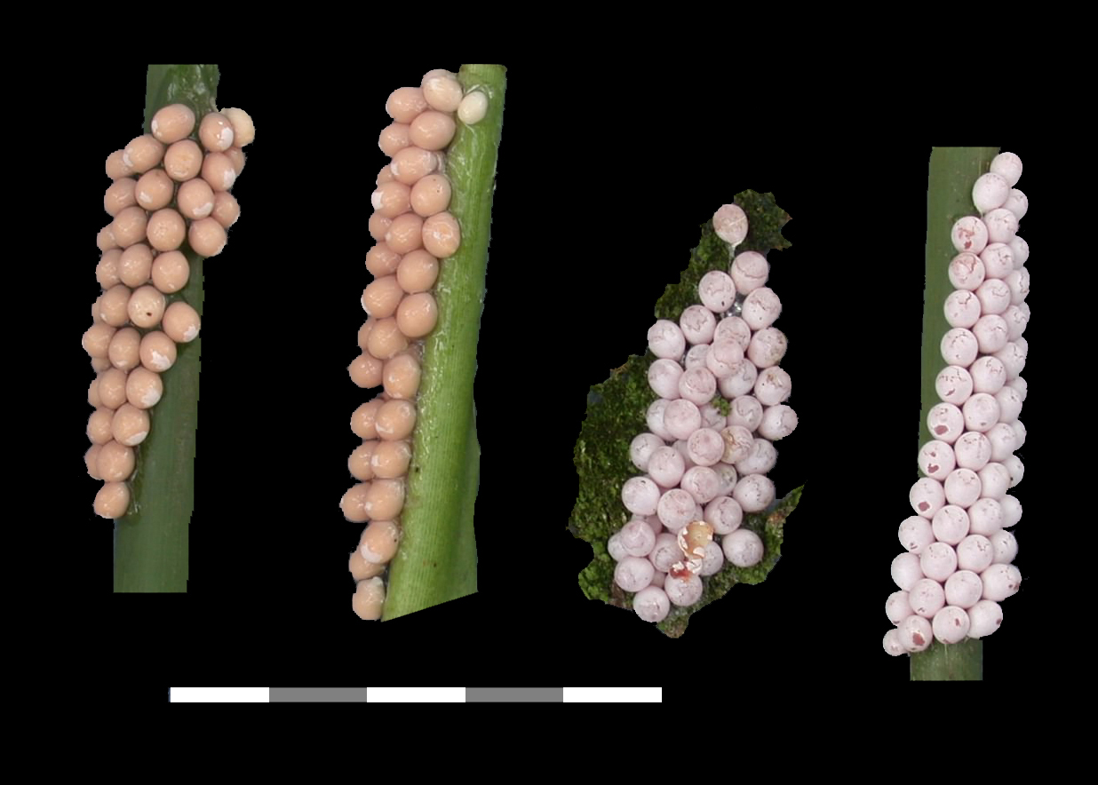 Creature Feature: Florida Apple Snail