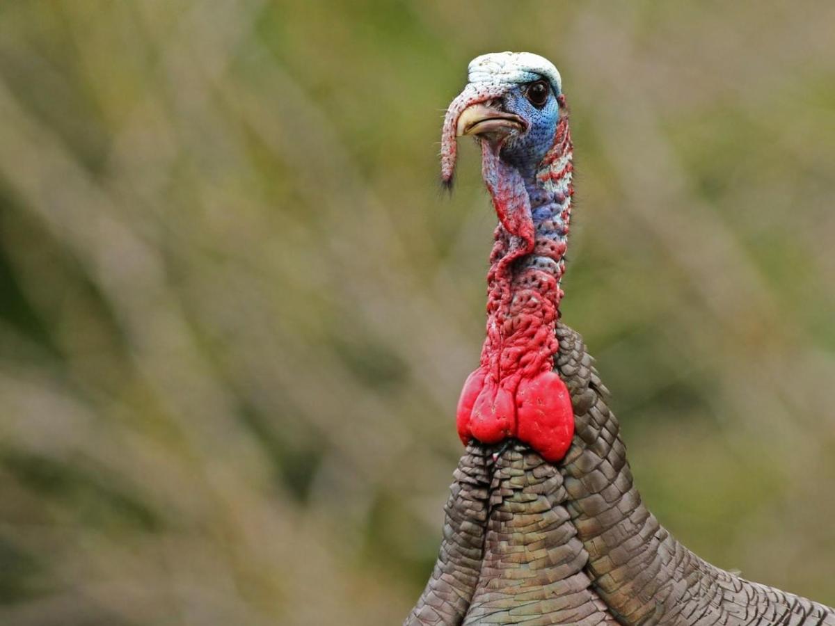 Throwback Creature Feature: Wild Turkey