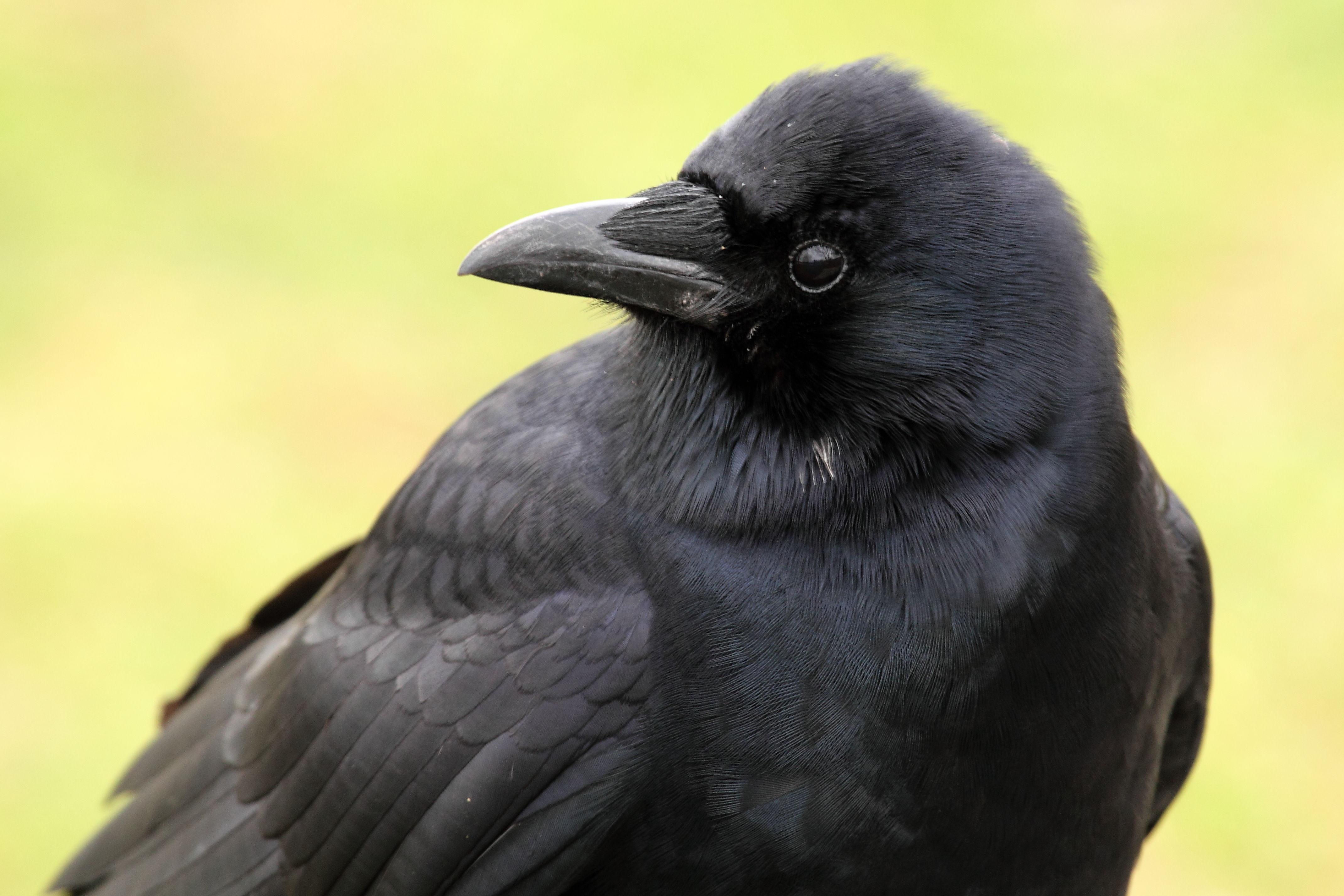 Creature Feature: American Crow