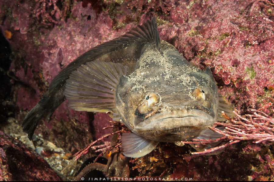 Creature Feature: Plainfin midshipman