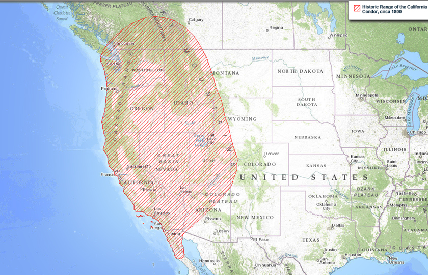 Creature Feature: California Condor