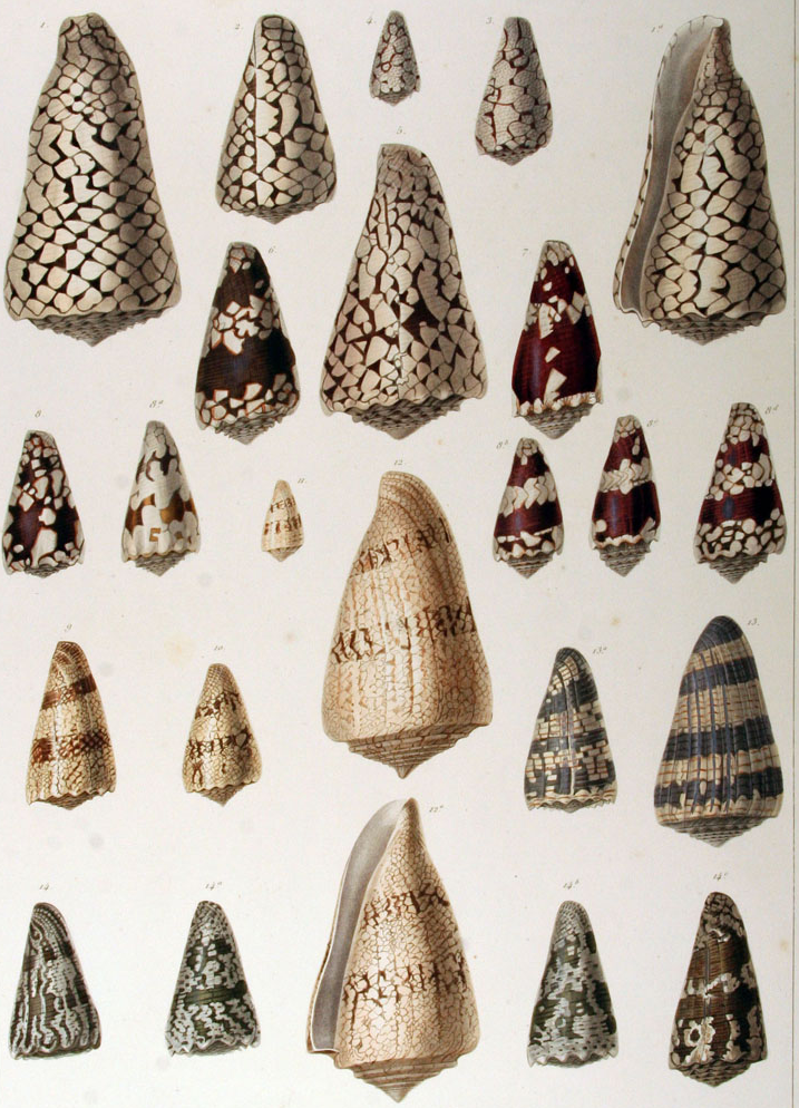 Creature Feature: Cone snail