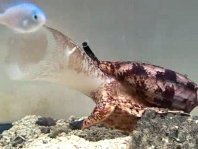 Creature Feature: Cone snail