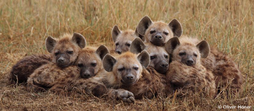 Creature Feature: Spotted Hyena
