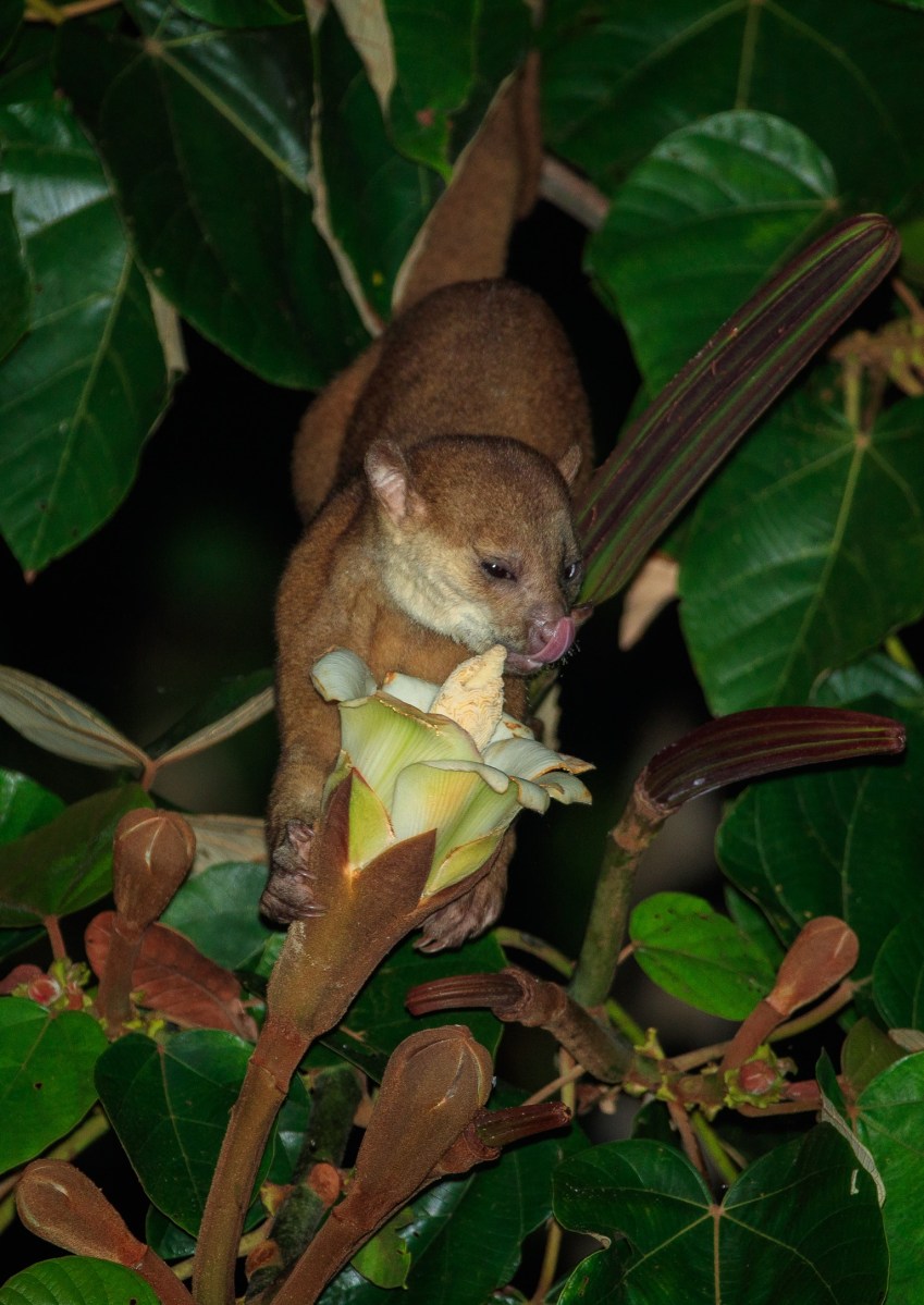 Creature Feature: Kinkajou
