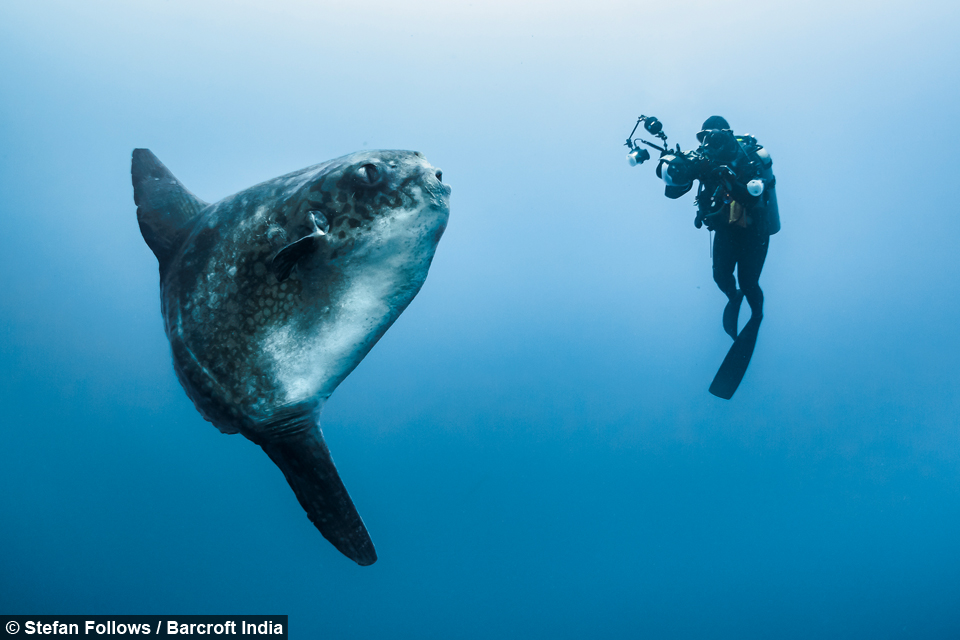 Creature Feature: Ocean sunfish