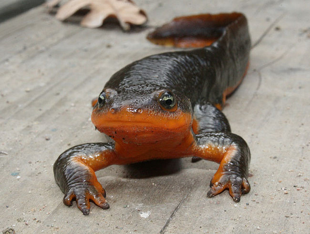 Creature Feature: Rough-skinned newt