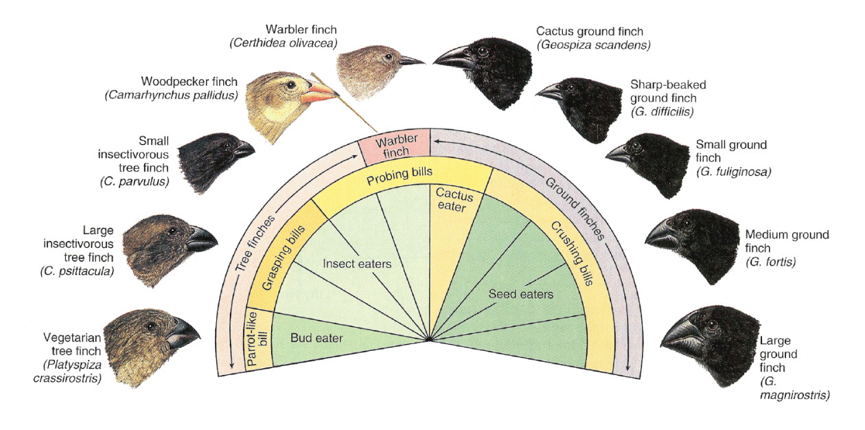 Creature Feature: Vampire finch