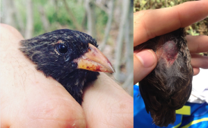 Creature Feature: Vampire finch