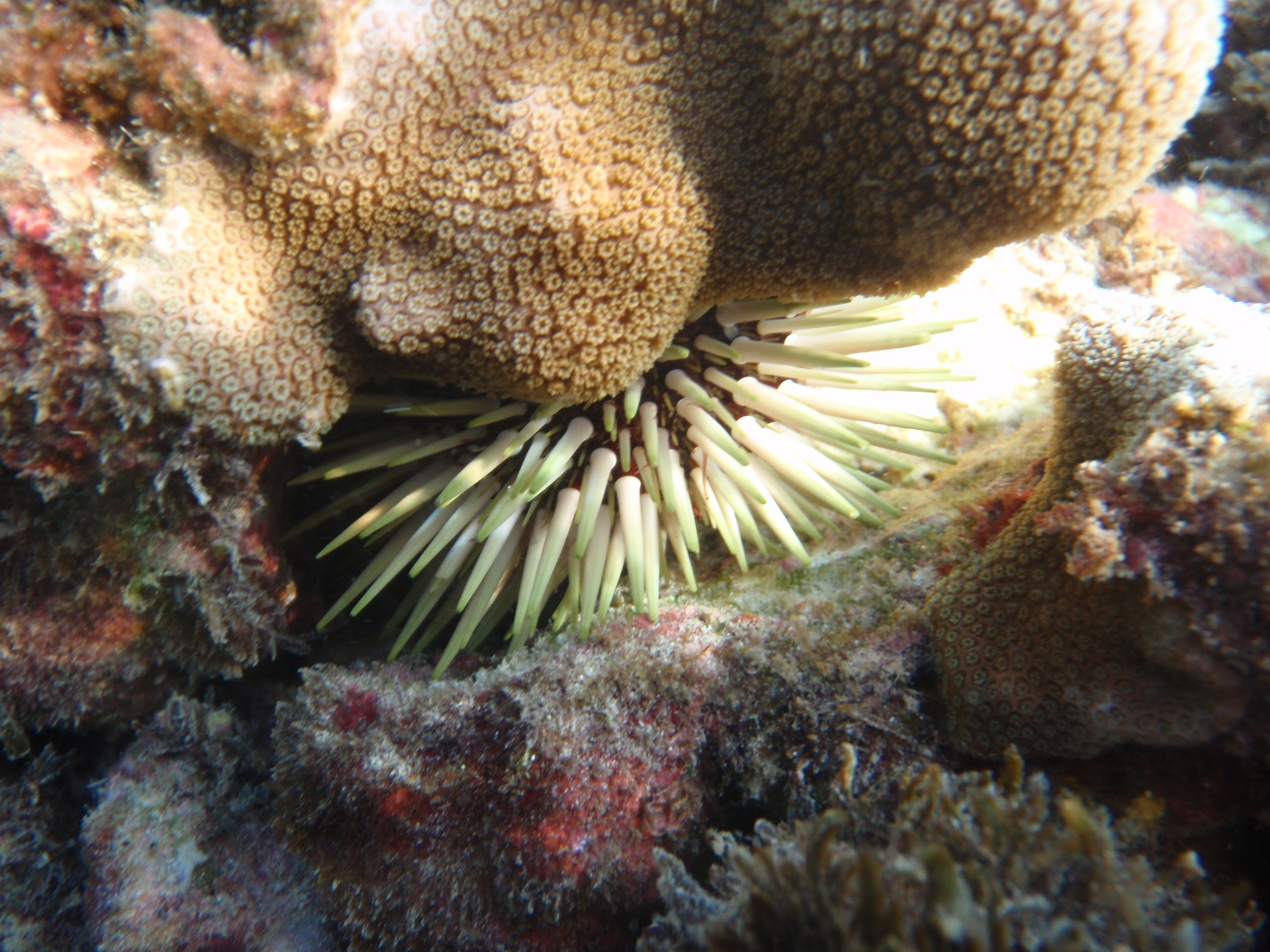 Creature Feature: Reef-building Corals