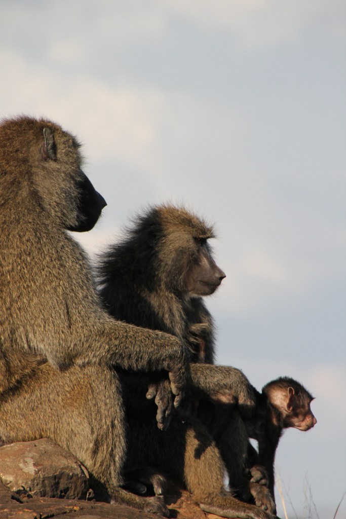 Field Notes: (Machine) Learning about Baboons
