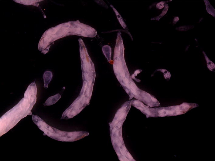 Creature Feature: Cooperative Trematode Parasites