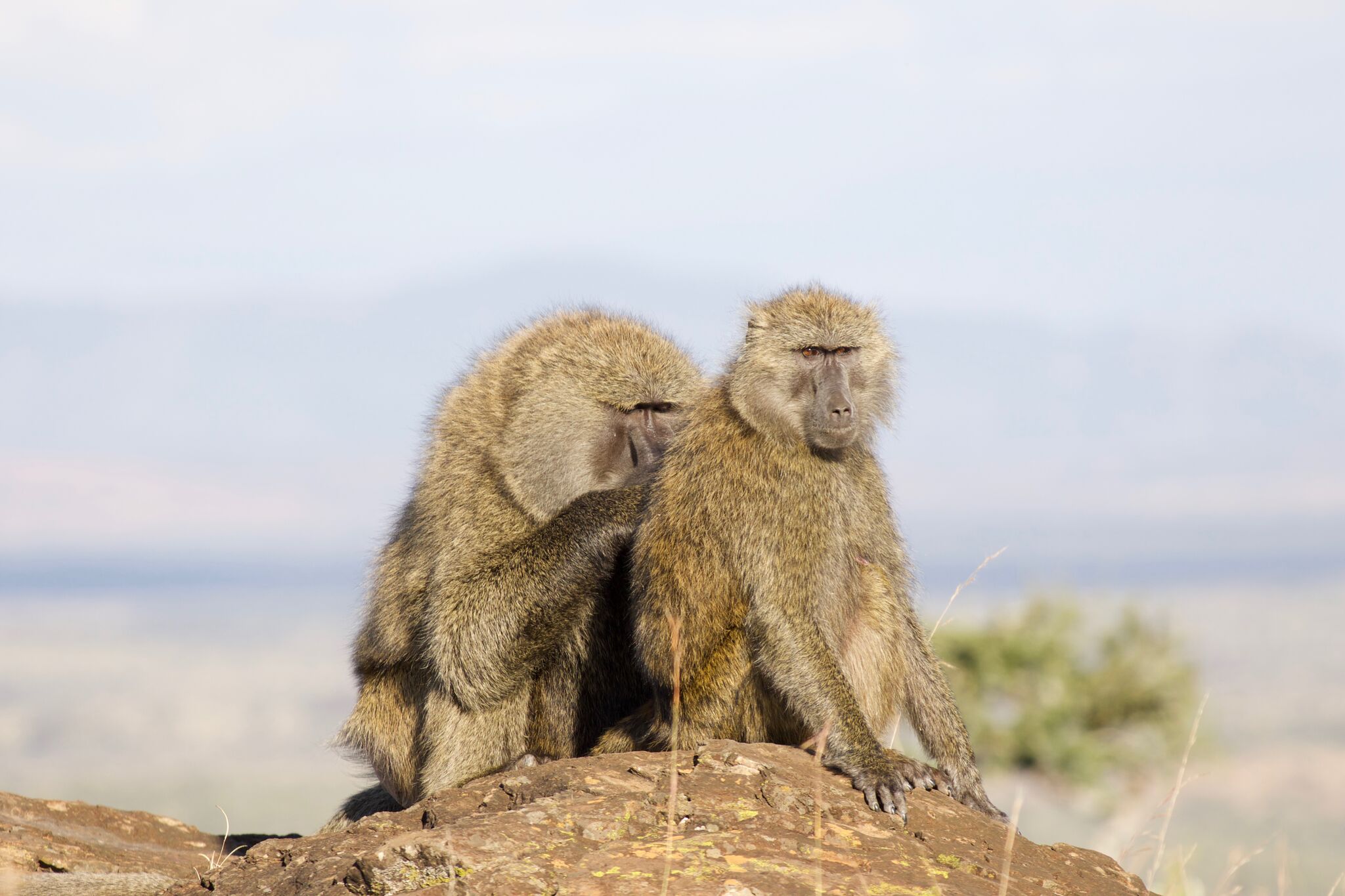 Field Notes: (Machine) Learning about Baboons
