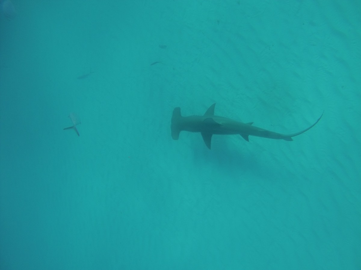 Sharks and Social Media: Managing Human-Wildlife Interactions in the ...