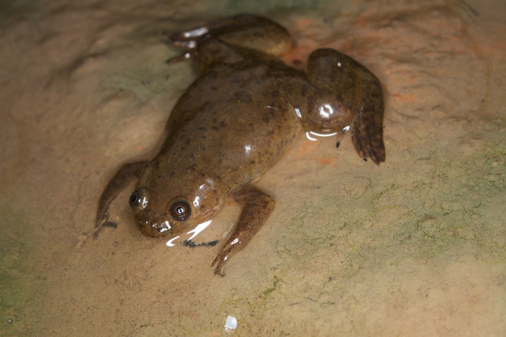 Creature Feature: African Clawed Frog