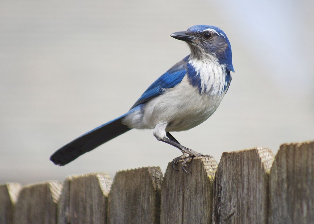 Creature Feature: California Scrub Jay