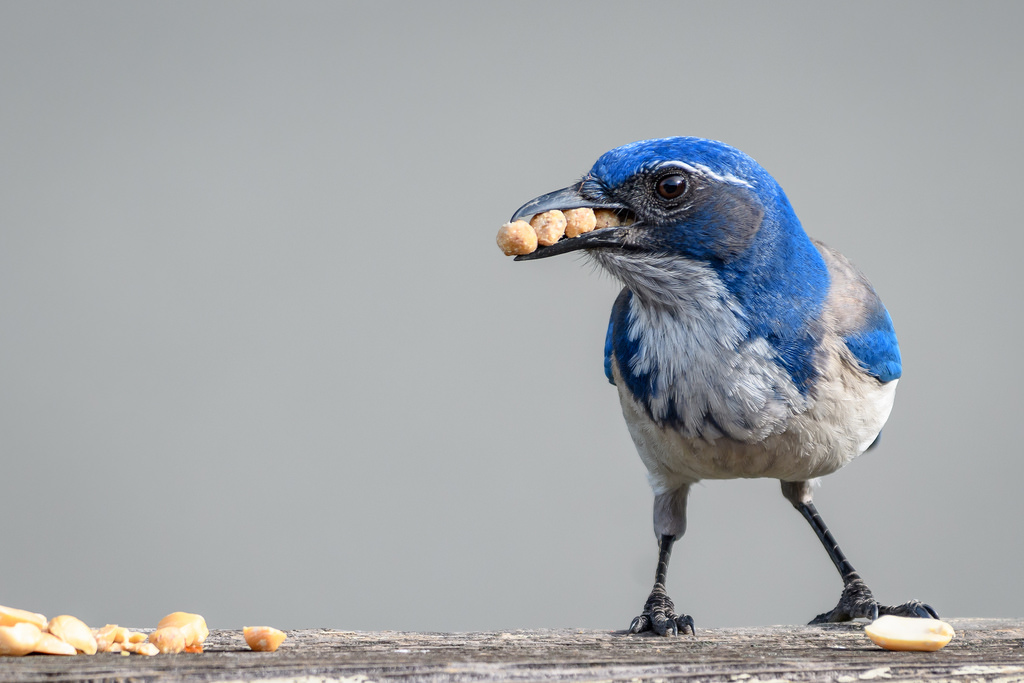 Creature Feature: California Scrub Jay