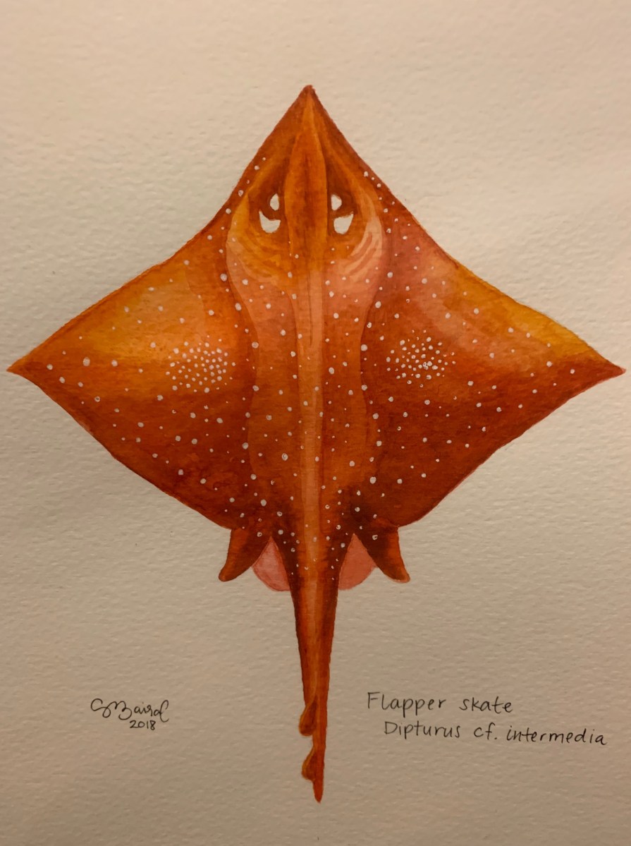 Creature Feature: Flapper Skate