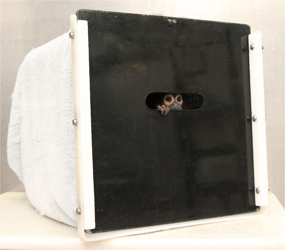 Newsroom: Monkey Eye Tracking