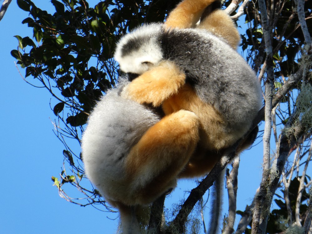 Newsroom: Primate play