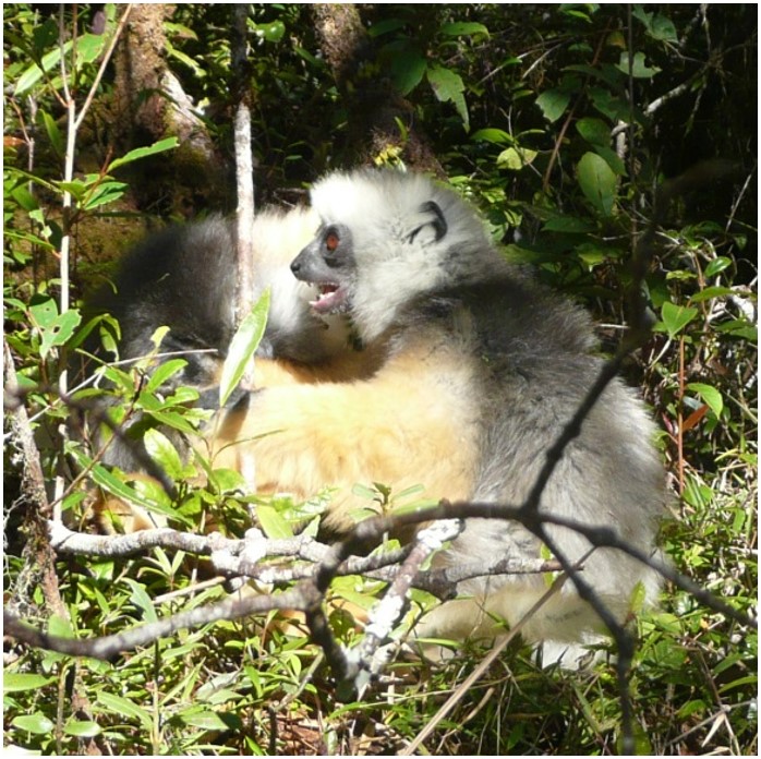 Newsroom: Primate play